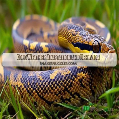 Ball Python Survive Cold How Low Can They Go Experts Reveal Limits