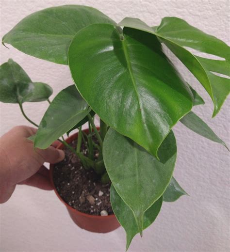 Monstera Deliciosa Aka Split Leafed Philodendron 6 Inch Live Houseplan
