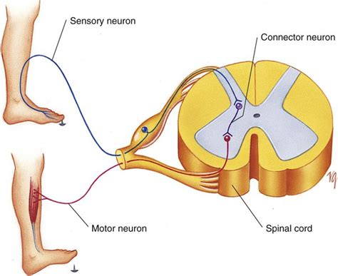 Connector Neuron