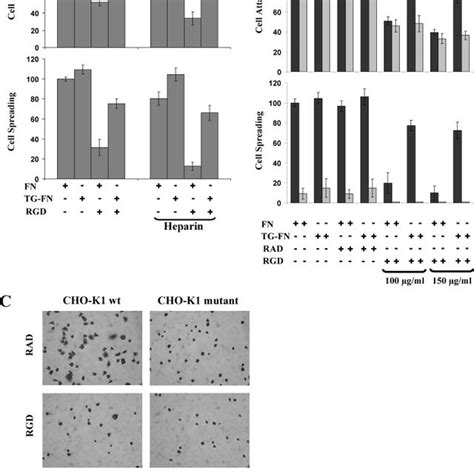 Importance Of 1 Integrin Function In The Support Of The Rgd Independent