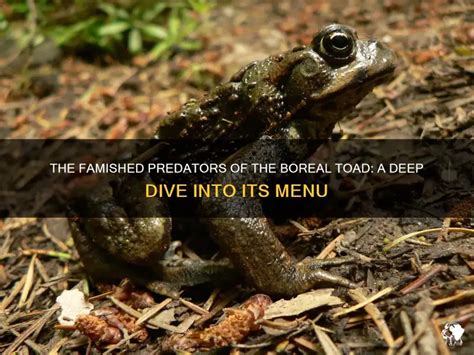 The Famished Predators Of The Boreal Toad A Deep Dive Into Its Menu