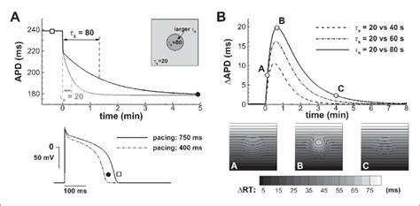 Generation Of Transient Patterns Of Apd Dispersion A Apd Adaptation