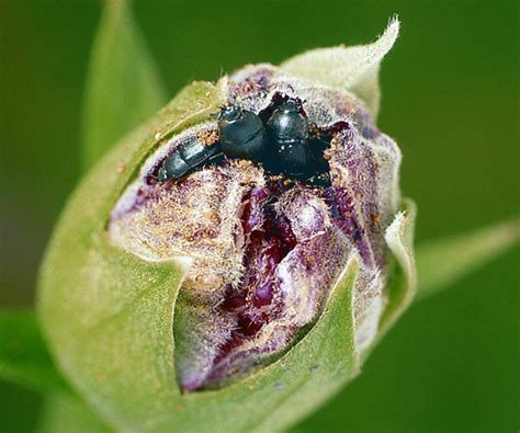 Flower Beetle Hibiscus 2 Barmac Pty Ltd