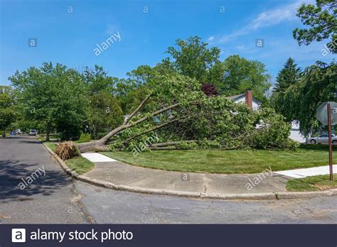 Tree Roots Sidewalk High Resolution Stock Photography And Images Alamy