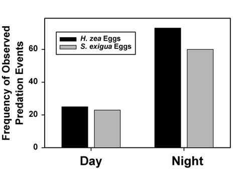 Frequency Of Predators Observed Feeding On H Zea And S Exigua Eggs