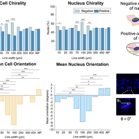 Brain Microvascular Endothelial Cell Chirality Propagation From The Download Scientific Diagram