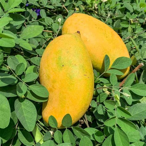 Buy Mallika Mango Tree Online Australia Ross Creek Tropicals