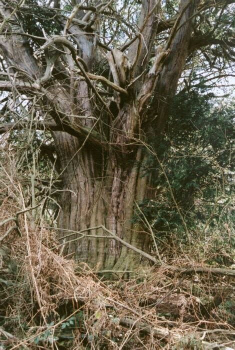 Acton Burnell Yew Tree Piece 1370 Ancient Yew Group