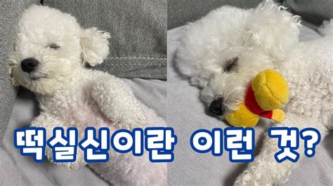 떡실신한 강아지 영상 Youtube