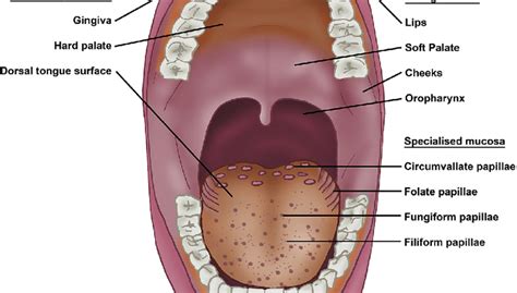 Filiform Papillae Diagram