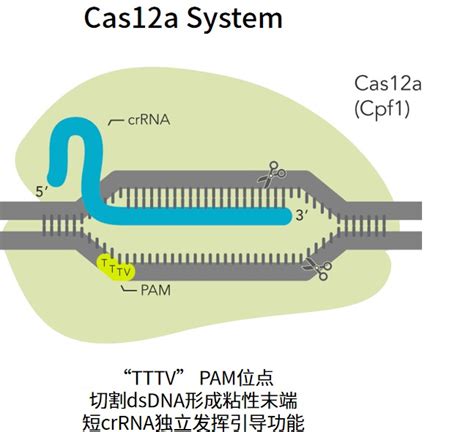 魔力剪刀手 Crispr基因编辑技术的临床前应用研究 北京螽斯羽
