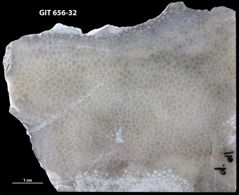 Favositella Punctata