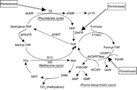 Folate Involved In Biosynthesis Of Pyrimidine Purine And Methionine
