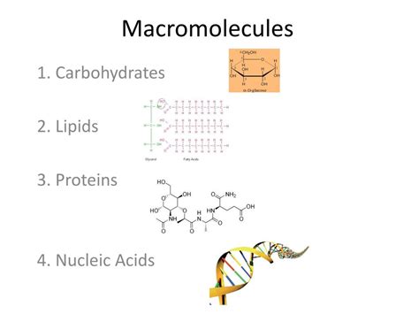 PPT Macromolecules PowerPoint Presentation Free Download ID 2169948