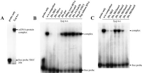 Gel Retardation Analysis Of The Major Ssdna Binding Activity In P Download Scientific Diagram