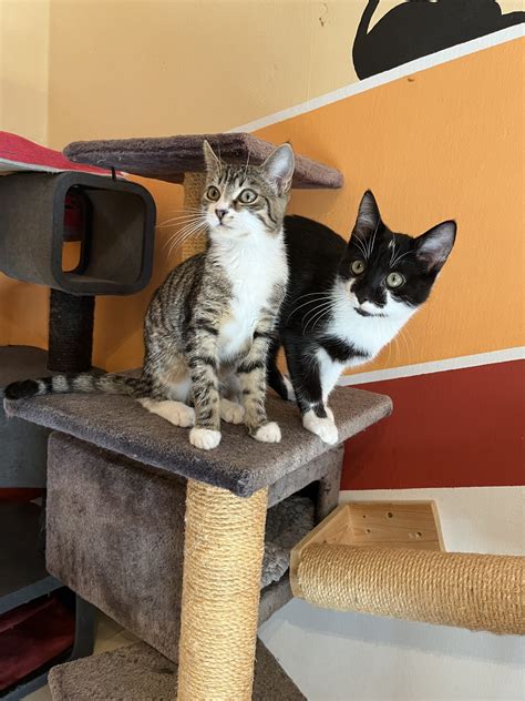 Katze Adoptieren Tierschutzverein Für Tirol