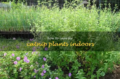 Tips For Growing Catnip Plants Indoors ShunCy