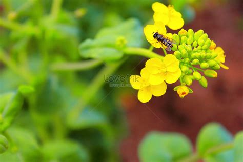 Brassica Campestris Picture And Hd Photos Free Download On Lovepik