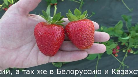 Эвис Делайт, ремонтантный сорт клубники - YouTube