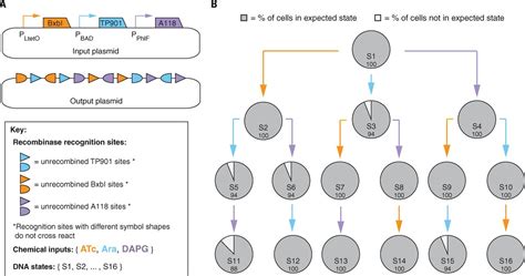 Synthetic Recombinase Based State Machines In Living Cells Science