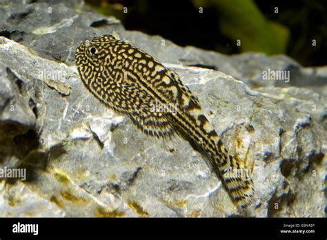 Gold Ring Butterfly Sucker Reticulated Hillstream Loach Tiger