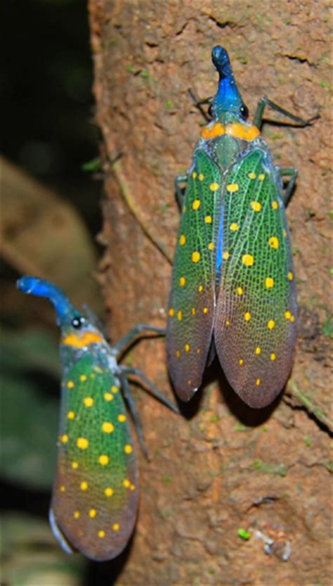 Unidentified Lanternflies From Borneo What S That Bug