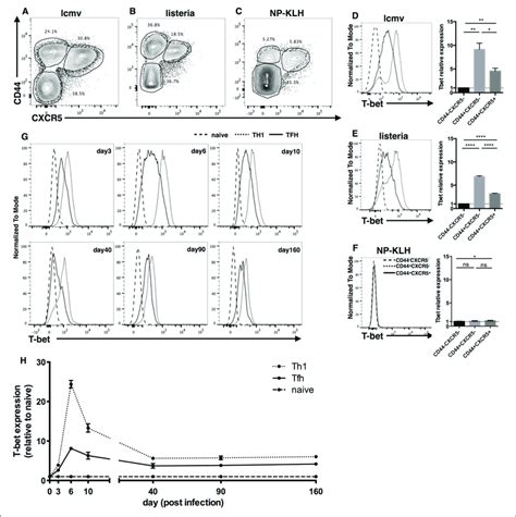 Transcription Factor T Bet Is Selectively Expressed In Type I But Not
