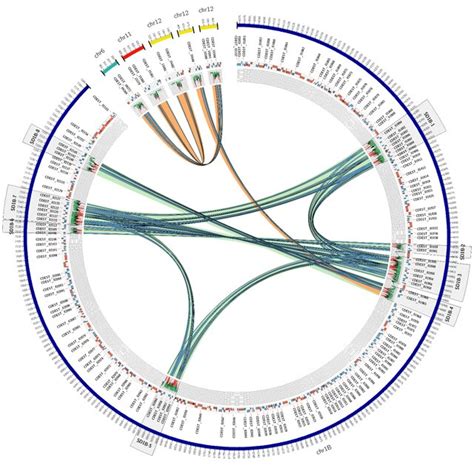 Circos Plot Showing C Destructivum Segmental Duplications Larger Than Download Scientific