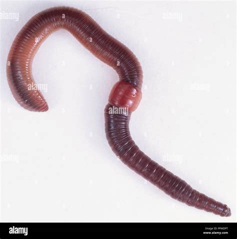 Segmented Worms Resources Yellowstone National Park
