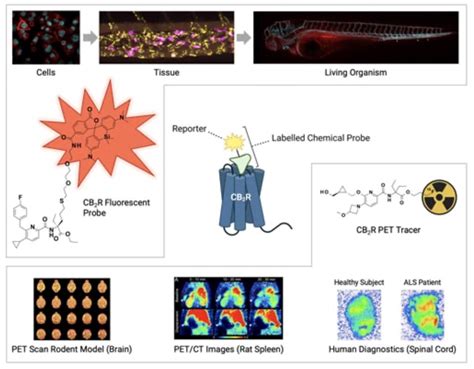 Visualizing The Anti Inflammatory Cannabinoid Type 2 Receptor