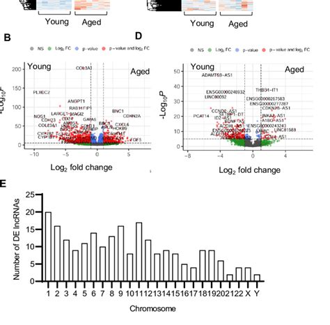 Effect Of Aging On Endothelial Cell Transcriptome Bulk Rna Sequencing