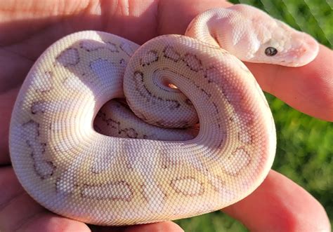Updated Photos Of Hatchling Ball Pythons Morphmarket Reptile Community