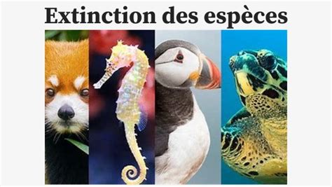 Extinction Des Espèces Genially