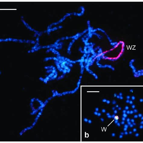Wz Sex Chromosome System In Lepidoptera Chromosomes Were Stained With Download Scientific