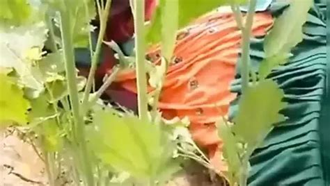 Indian Tribal Village Worker Cheating Sex With Farm Owner In Paddy Field XHamster