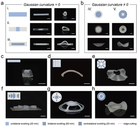 Various Flat‐to‐3d Shape‐morphing Behaviors By Spatially Patterning