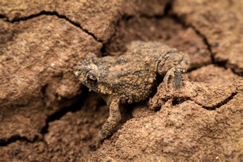 Toad In Dry Mud On Focus Camouflaged Pixahive