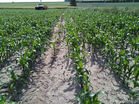 DKC 3568 - zdjęcie, fotka, foto numer: 756627 - Galeria rolnicza agrofoto