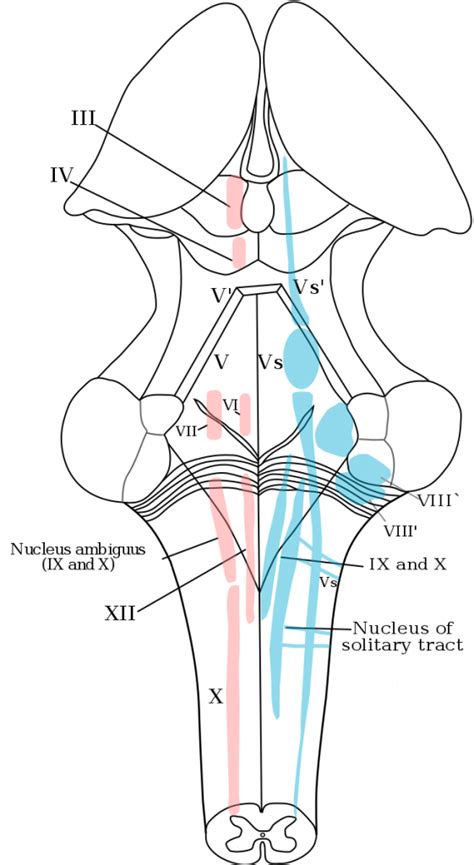 Taste Pathways Introduction To Sensation And Perception