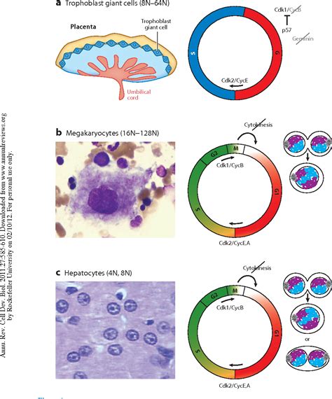 Figure 1 From The Causes And Consequences Of Polyploidy In Normal Development And Cancer