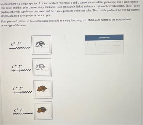 solved suppose there is a unique species of mouse in which