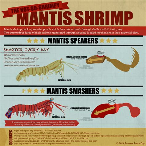 Mantis Shrimp Attack Human