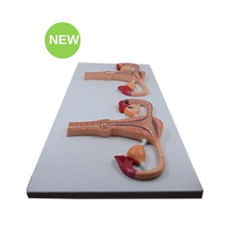 Fertilization Process Frontal Model Eduscience UK Ltd