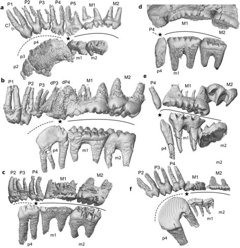 Comparison Of Occlusal Cycles In Lateral Views Of The Left Upper And