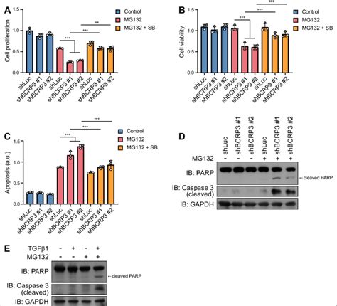 Bcrp3 Promotes Proliferation And Survival In Proteotoxic Cells A Brdu