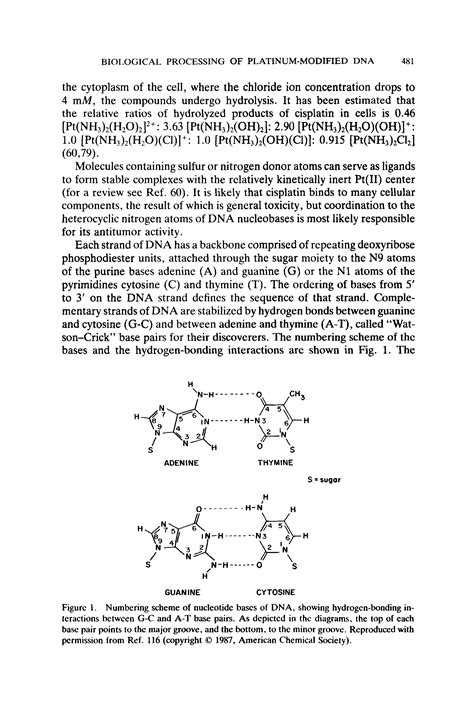 G C And A T Base Pairs Big Chemical Encyclopedia