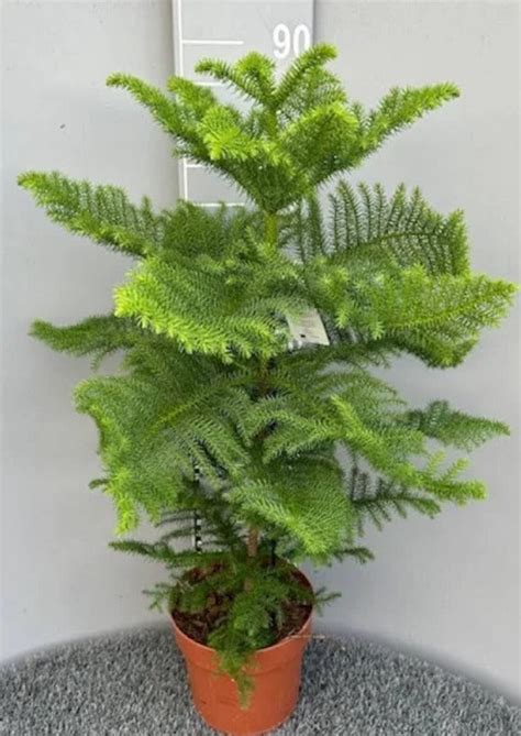 Araucaria Heterophylla Indoor Norfolk Island Pine”