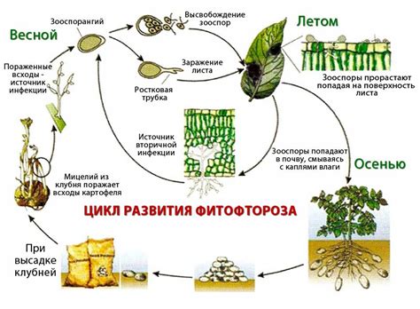 Фитофтороз картофеля - AgroFlora.ru