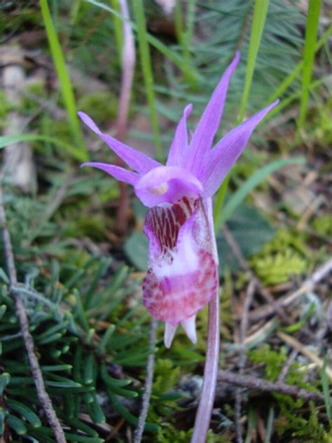 Native Orchid Class Idaho Botanical Garden Native Orchid Class Idaho Botanical Garden