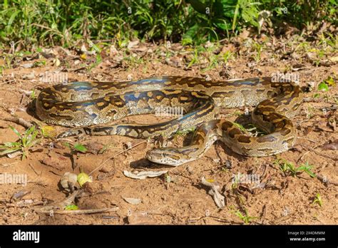 A Beautiful Southern African Python Python Natalensis In The Wild